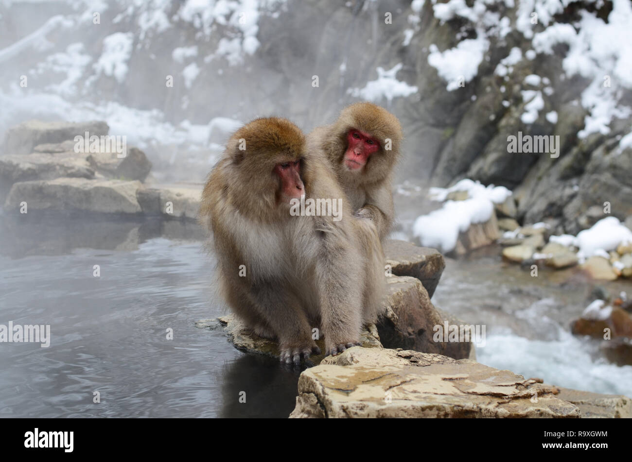 Japanese macacque hi-res stock photography and images - Alamy
