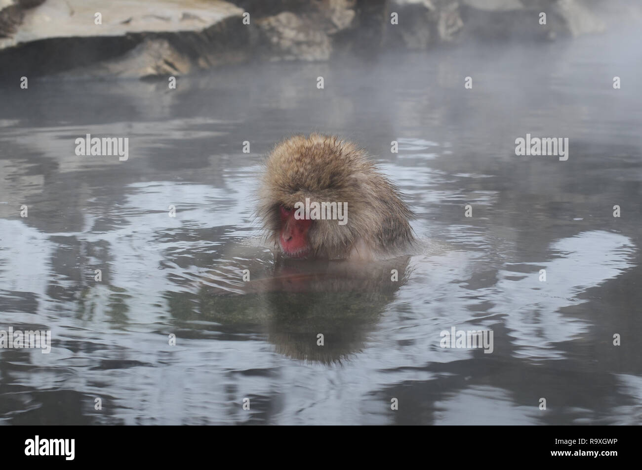Japanese macacque hi-res stock photography and images - Alamy