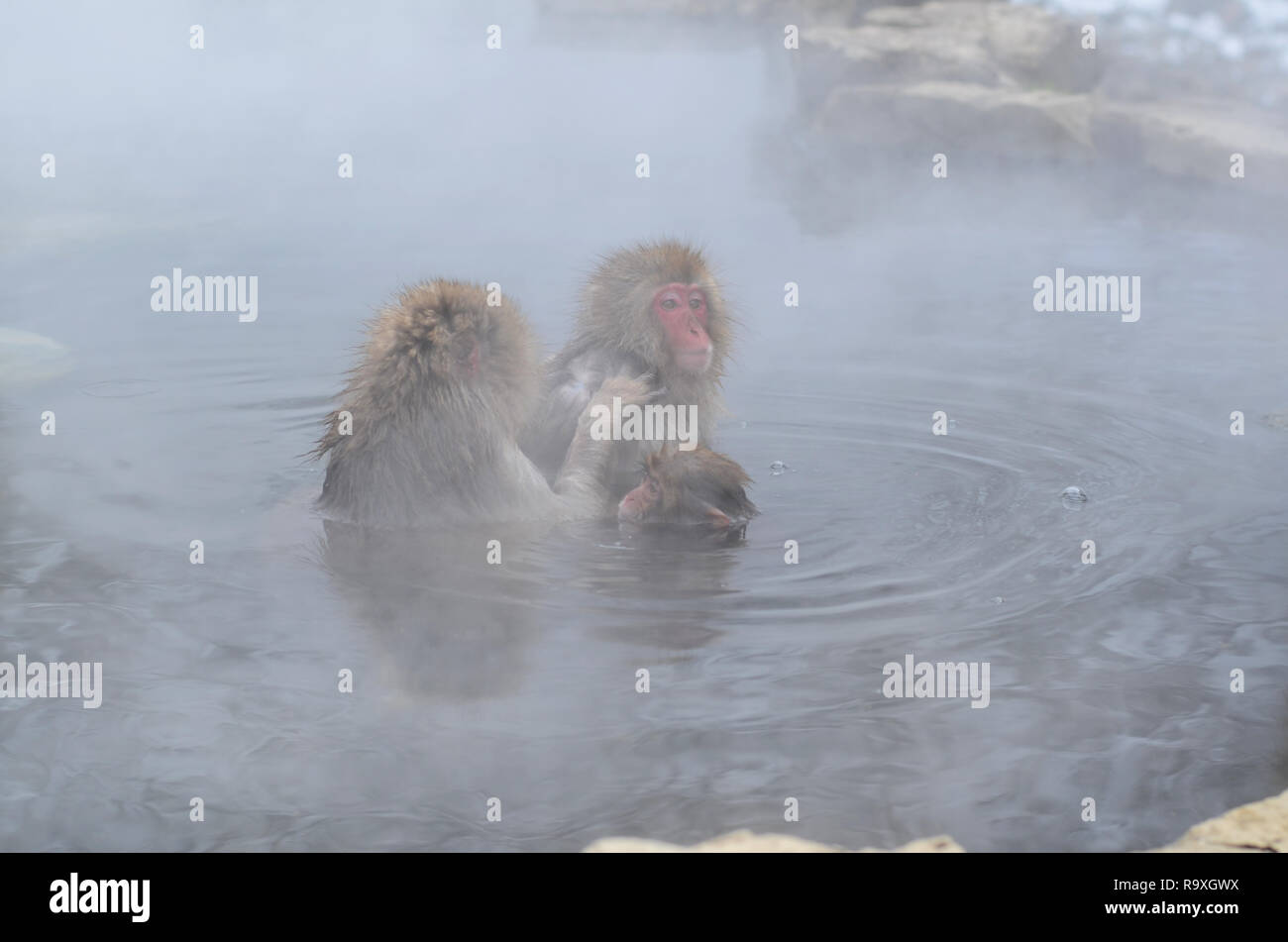 Japanese macacque hi-res stock photography and images - Alamy