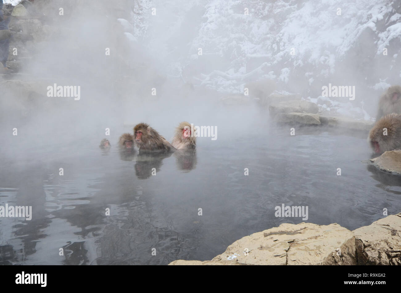 Japanese Macaques at Jigokudani Monkey Park Onsen Stock Photo - Alamy