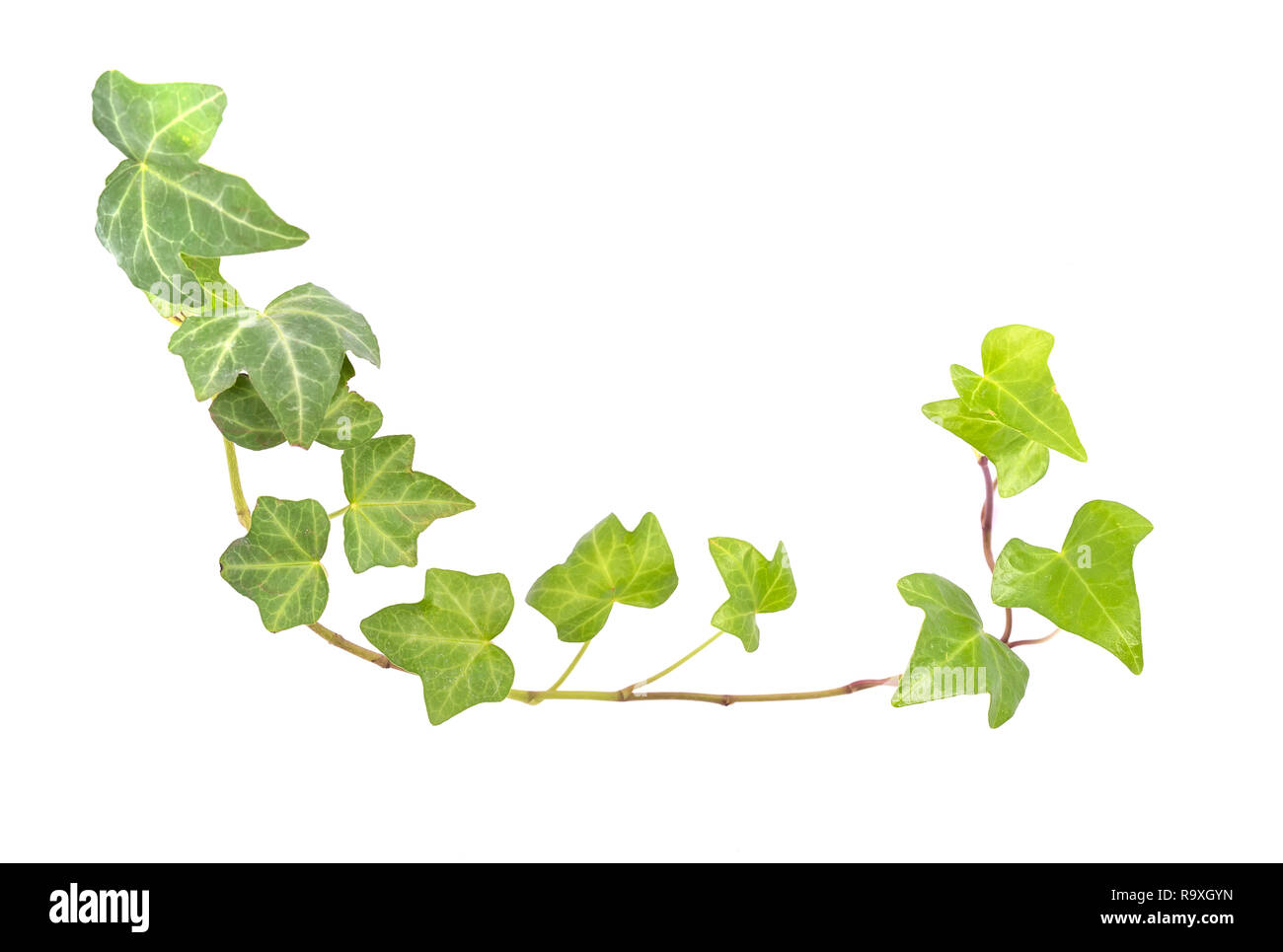 ivy leaves isolated on a white background Stock Photo - Alamy
