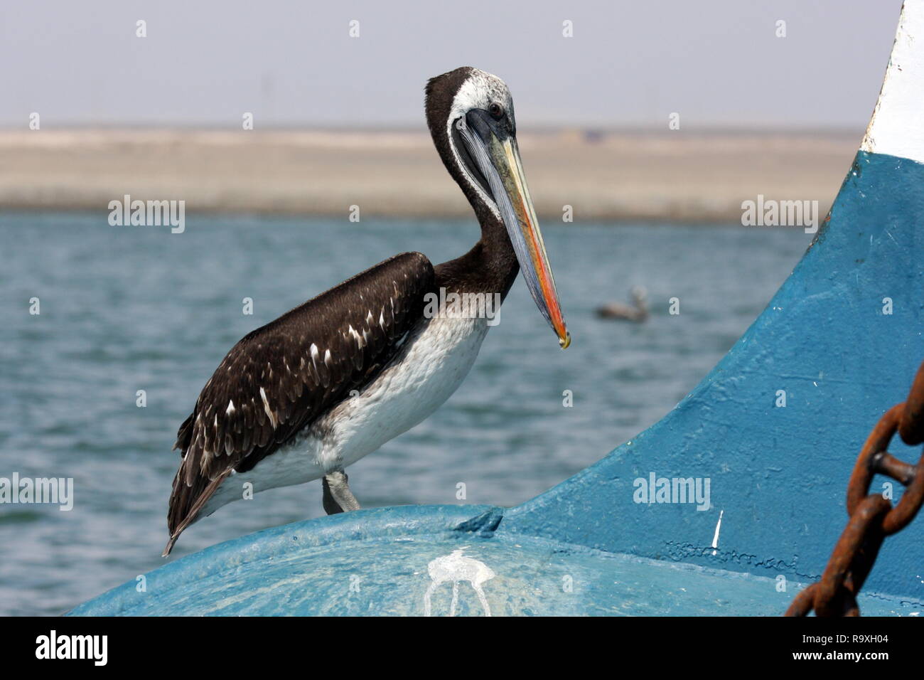 Peruvian pelican, Pelecanus thagus, Paracas Peru Stock Photo - Alamy