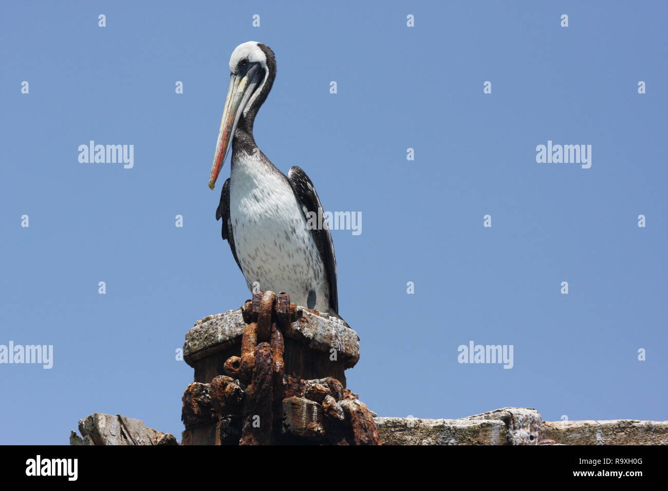 Peruvian pelican, Pelecanus thagus Stock Photo - Alamy