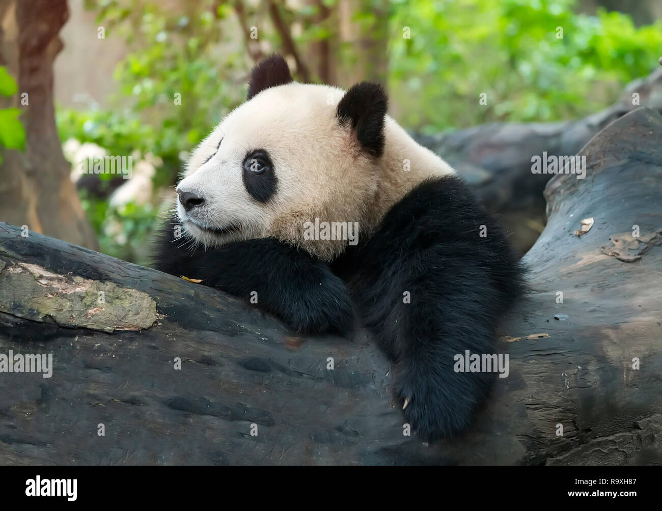 Giant panda eating bamboo,Wild Animals Stock Photo - Alamy