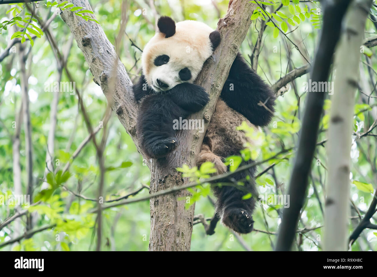 Giant panda over the tree Stock Photo - Alamy