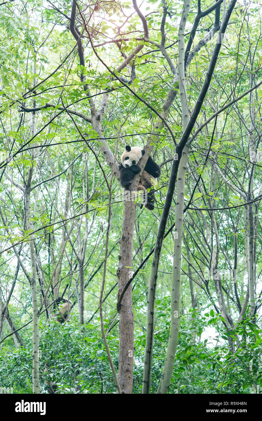 Giant panda over the tree Stock Photo - Alamy