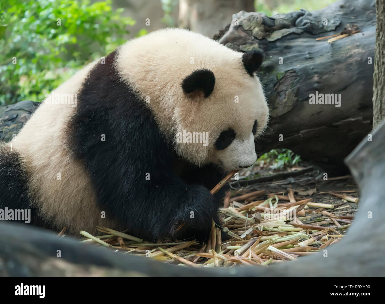 Giant panda eating bamboo,Wild Animals Stock Photo - Alamy