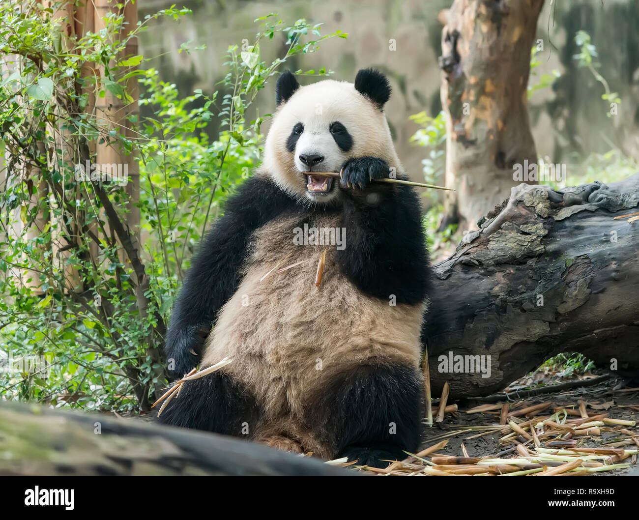 Giant panda eating bamboo,Wild Animals Stock Photo - Alamy