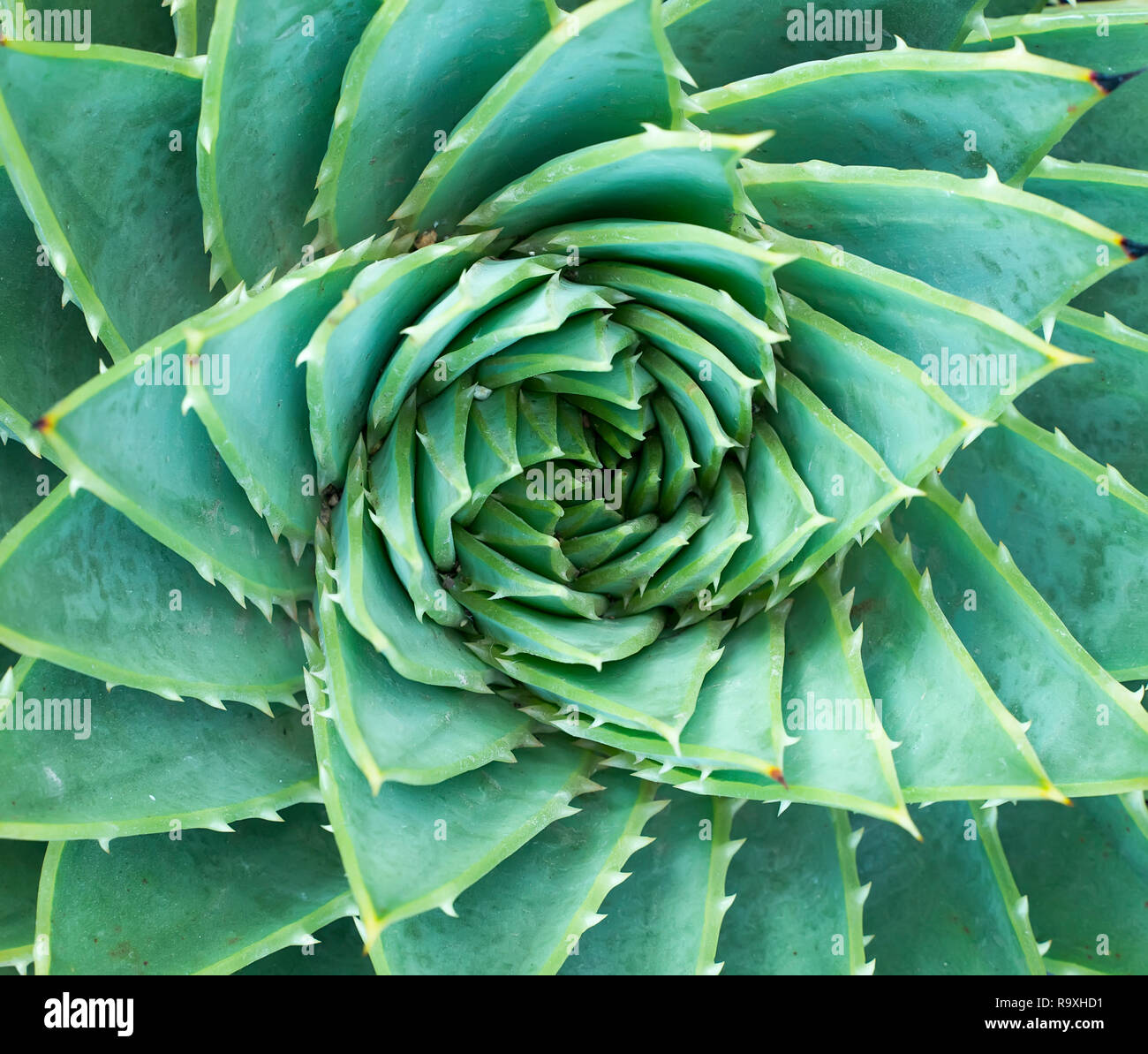 Symmetrical cactus hi-res stock photography and images - Alamy