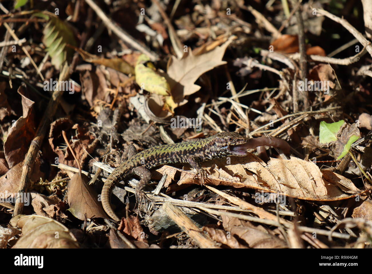 Italian wall lizard feeding on an earthworm in Apuan Alps Nature Park ...