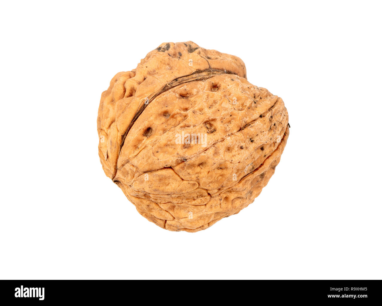Dry big walnut isolated closeup on white background Stock Photo - Alamy