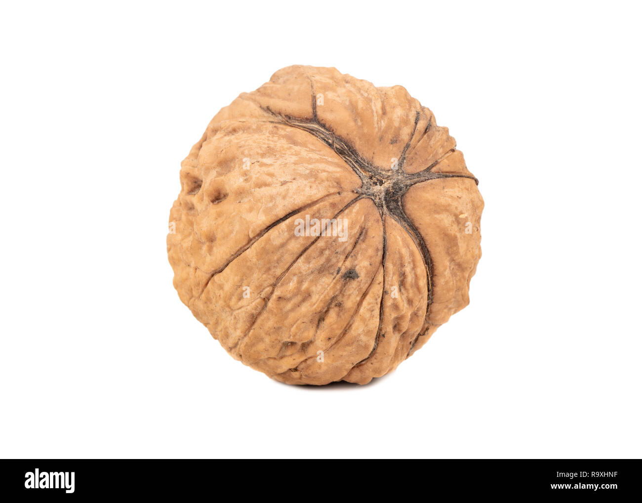 Dry large walnut isolated on white background Stock Photo - Alamy
