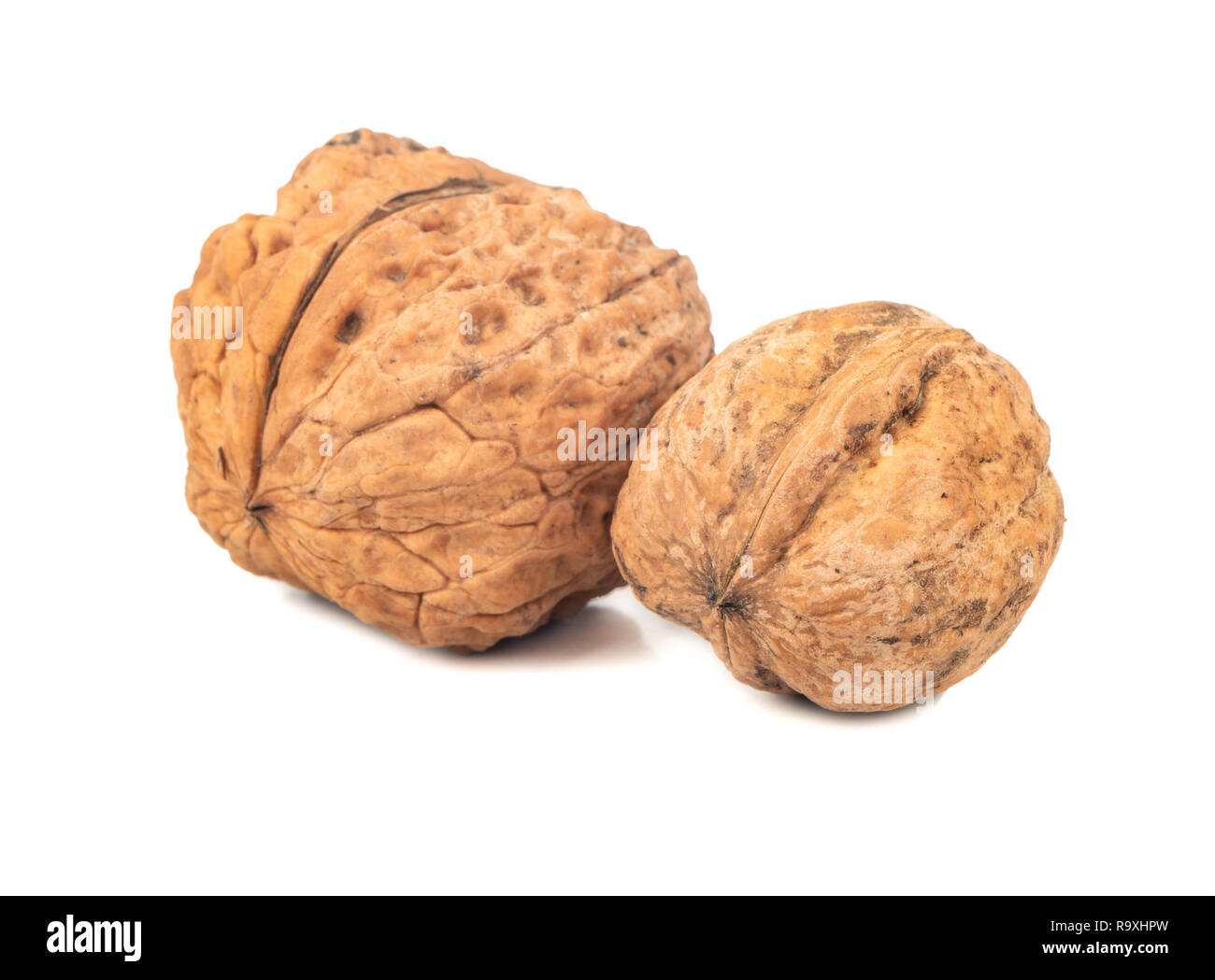 Large and small walnut isolated on white background Stock Photo - Alamy
