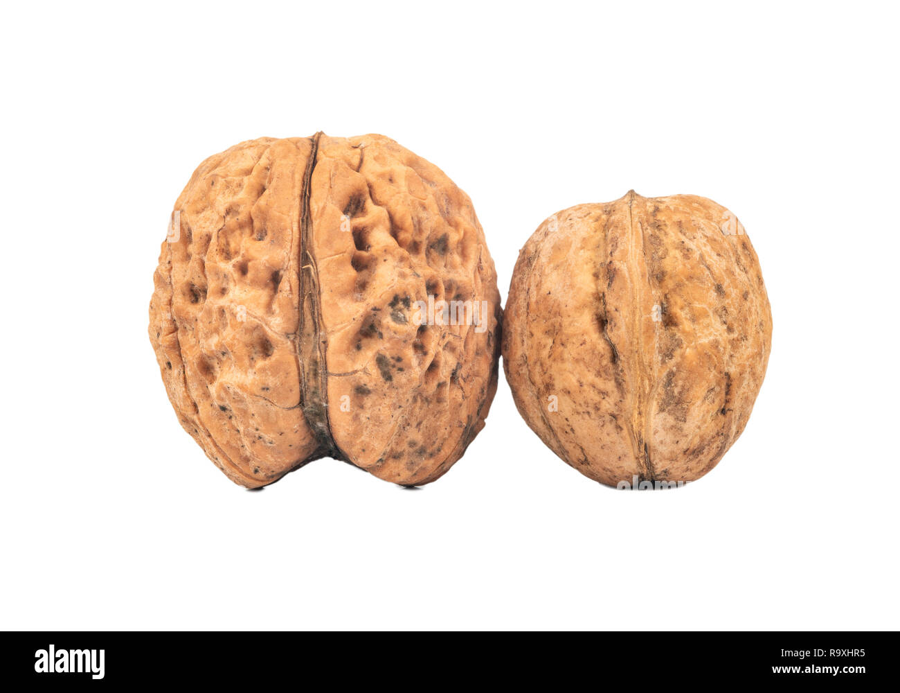 Large and small walnut isolated on white background Stock Photo - Alamy