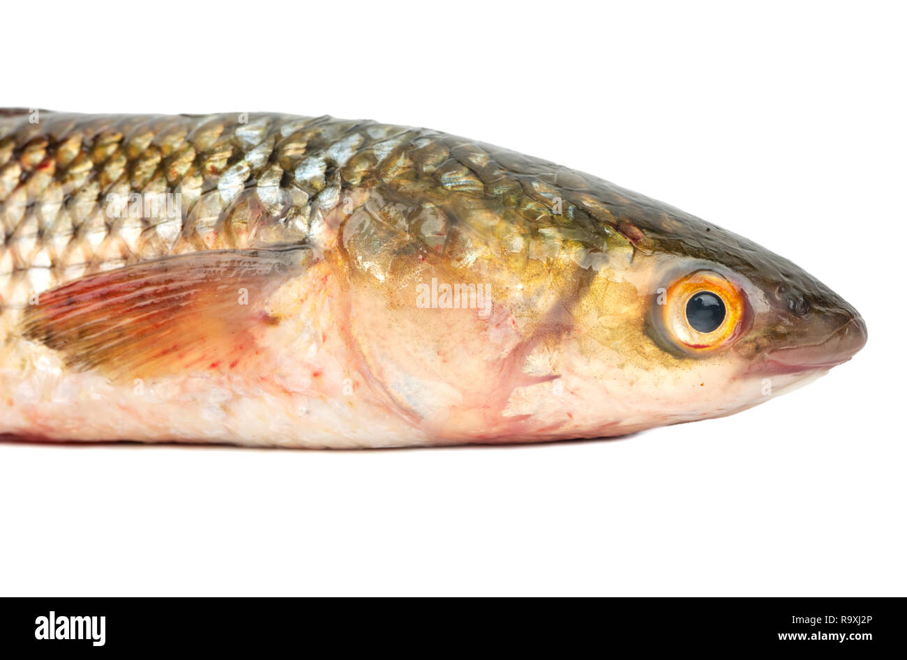 Fish head pelengas close-up on white background Stock Photo - Alamy