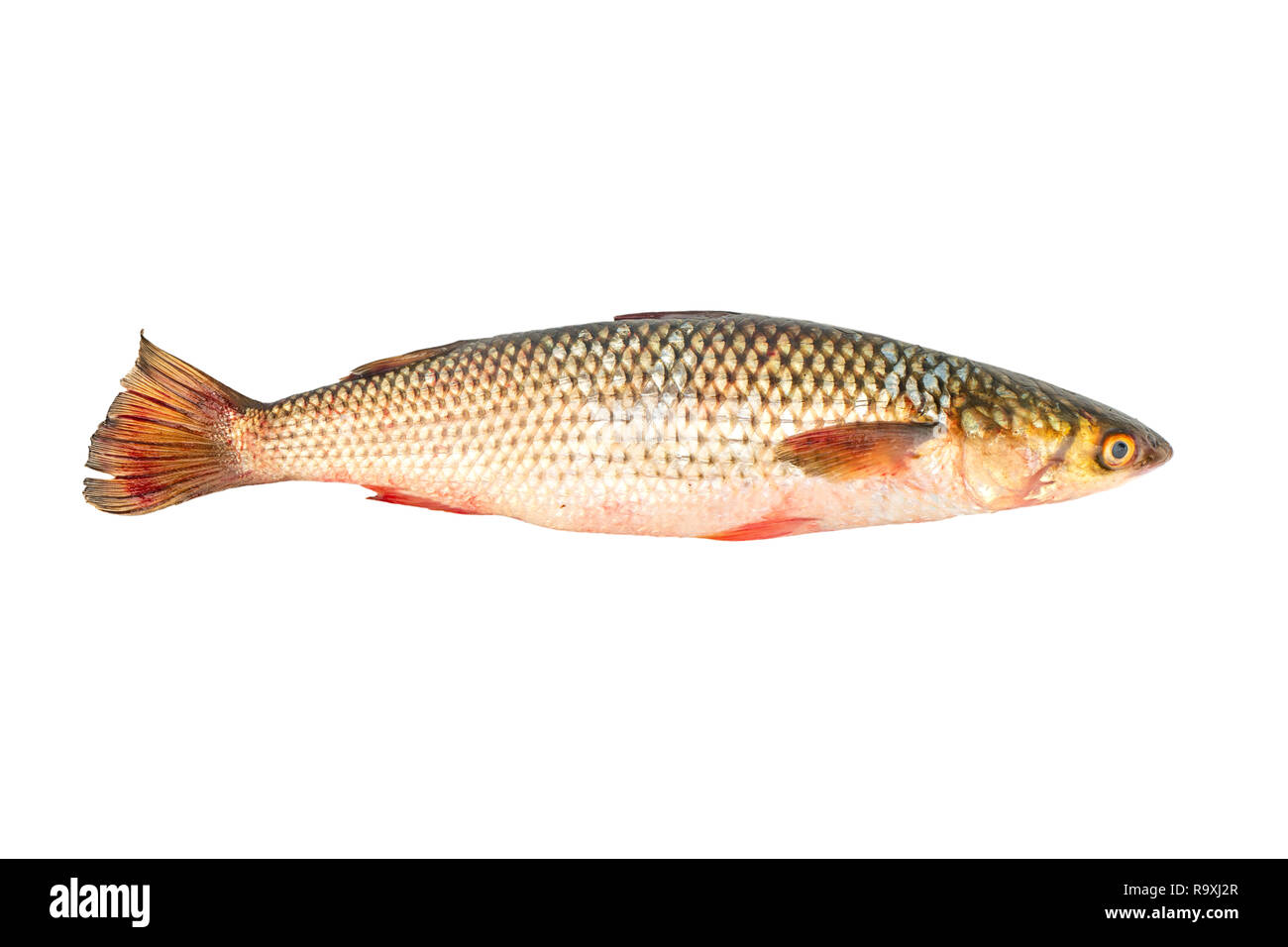 Fish on marble Cut Out Stock Images & Pictures - Alamy