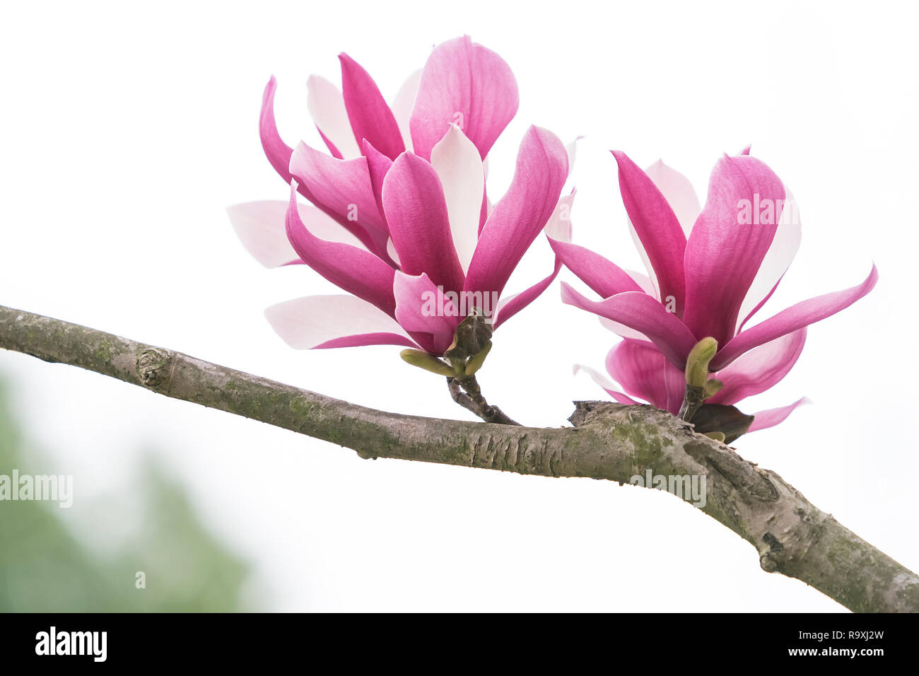 Pink magnolia flowers isolated on white background Stock Photo - Alamy