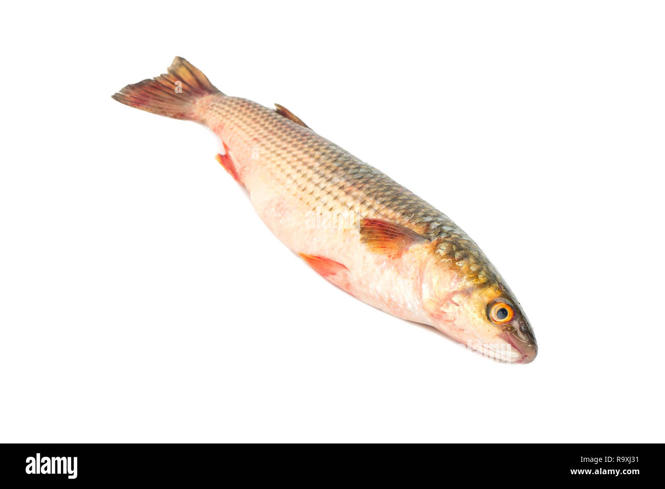 Fresh pelengas fish isolated on white background Stock Photo - Alamy