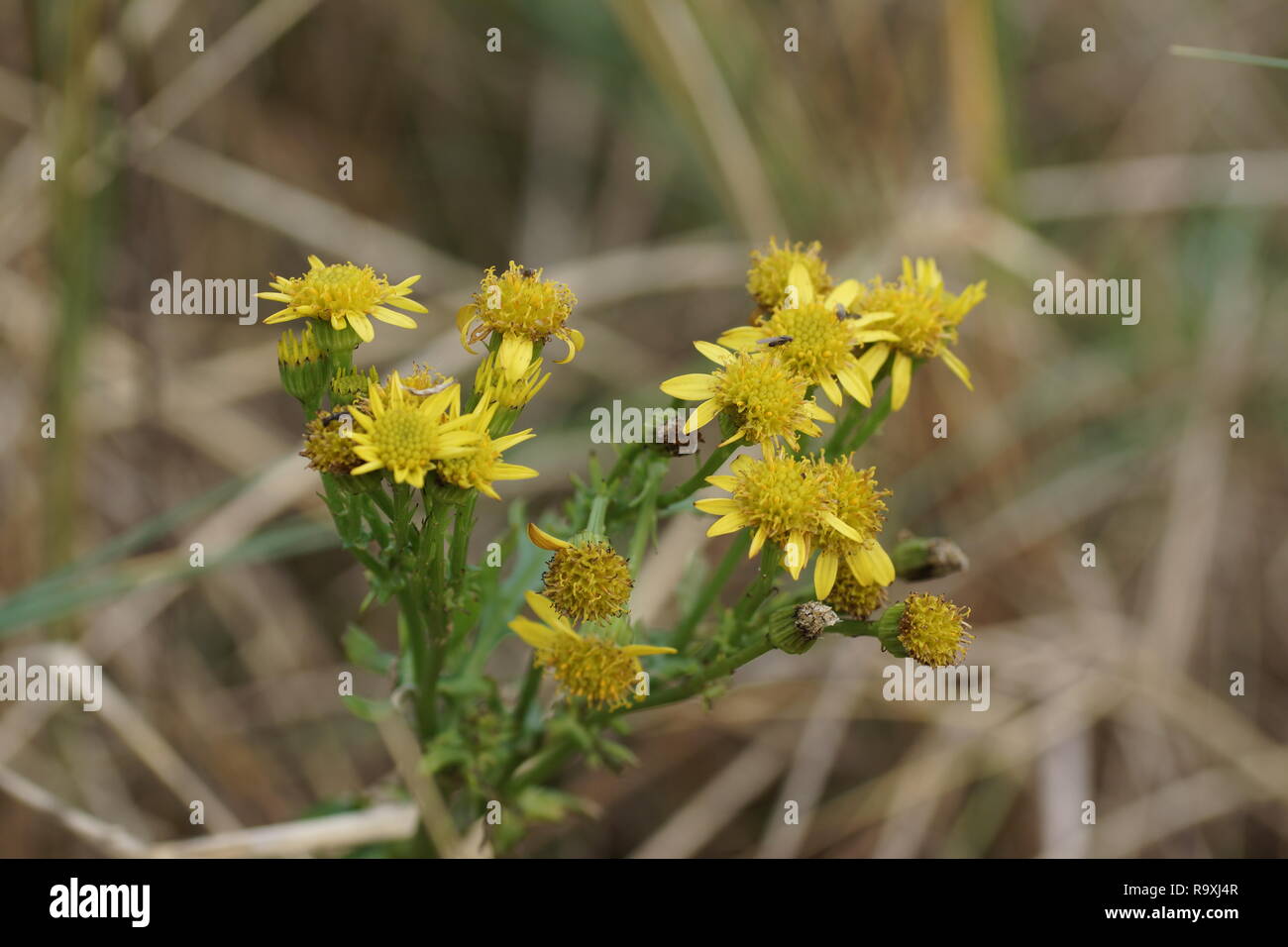 Yellow flowers common ragwort hi-res stock photography and images - Alamy