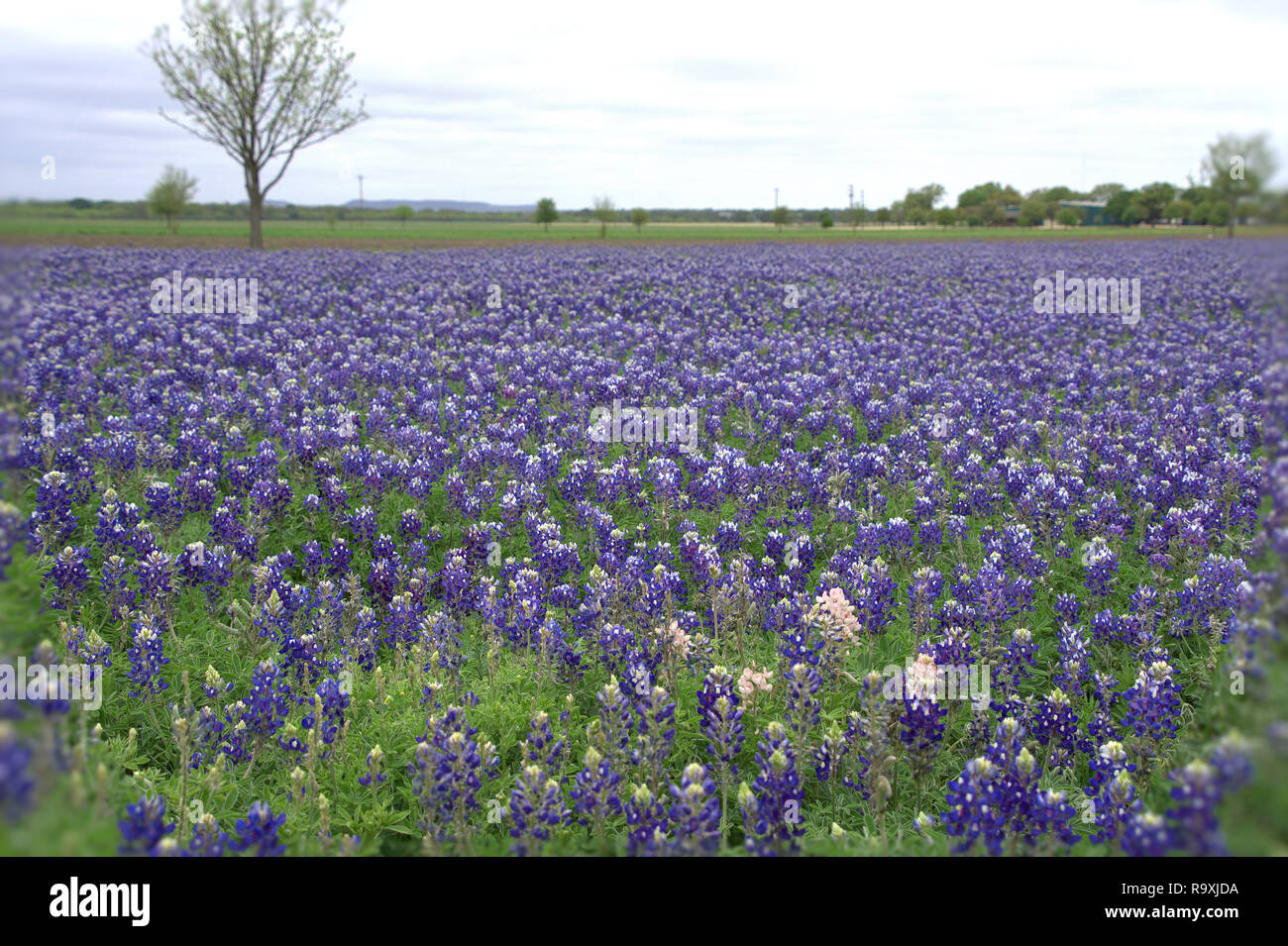 Field of Texas Bluebonnets Stock Photo - Alamy