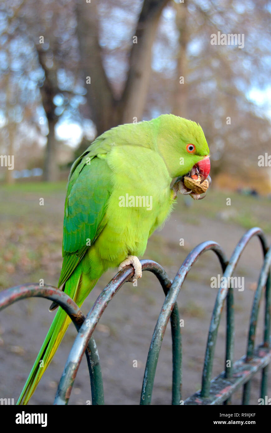 Ring-Necked Parakeet / Indian Rose-Ringed Parakeet (Psittacula krameri ...