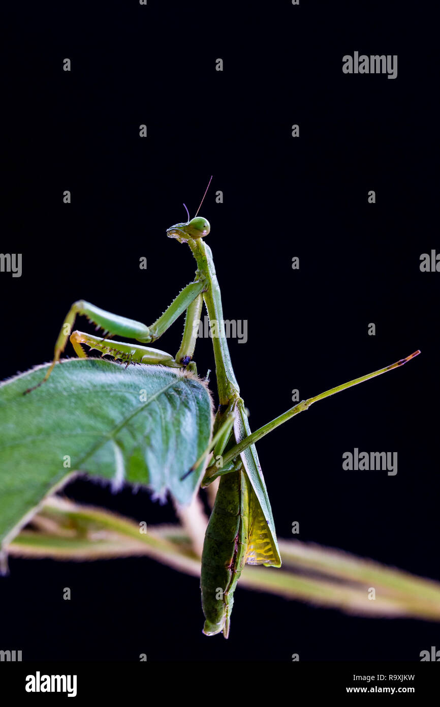 Mantodea costa hi-res stock photography and images - Alamy