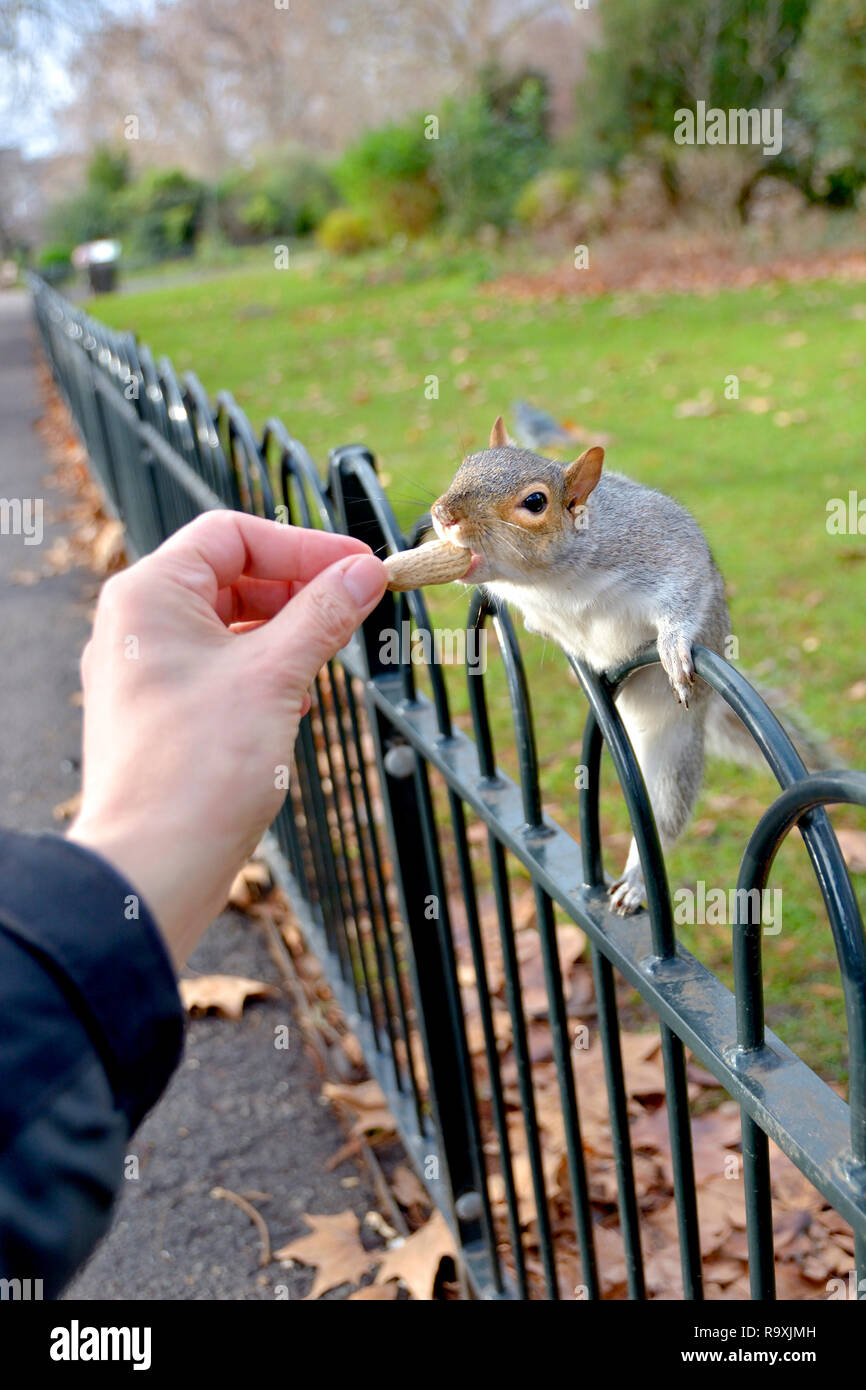 Tame squirrel hi-res stock photography and images - Alamy