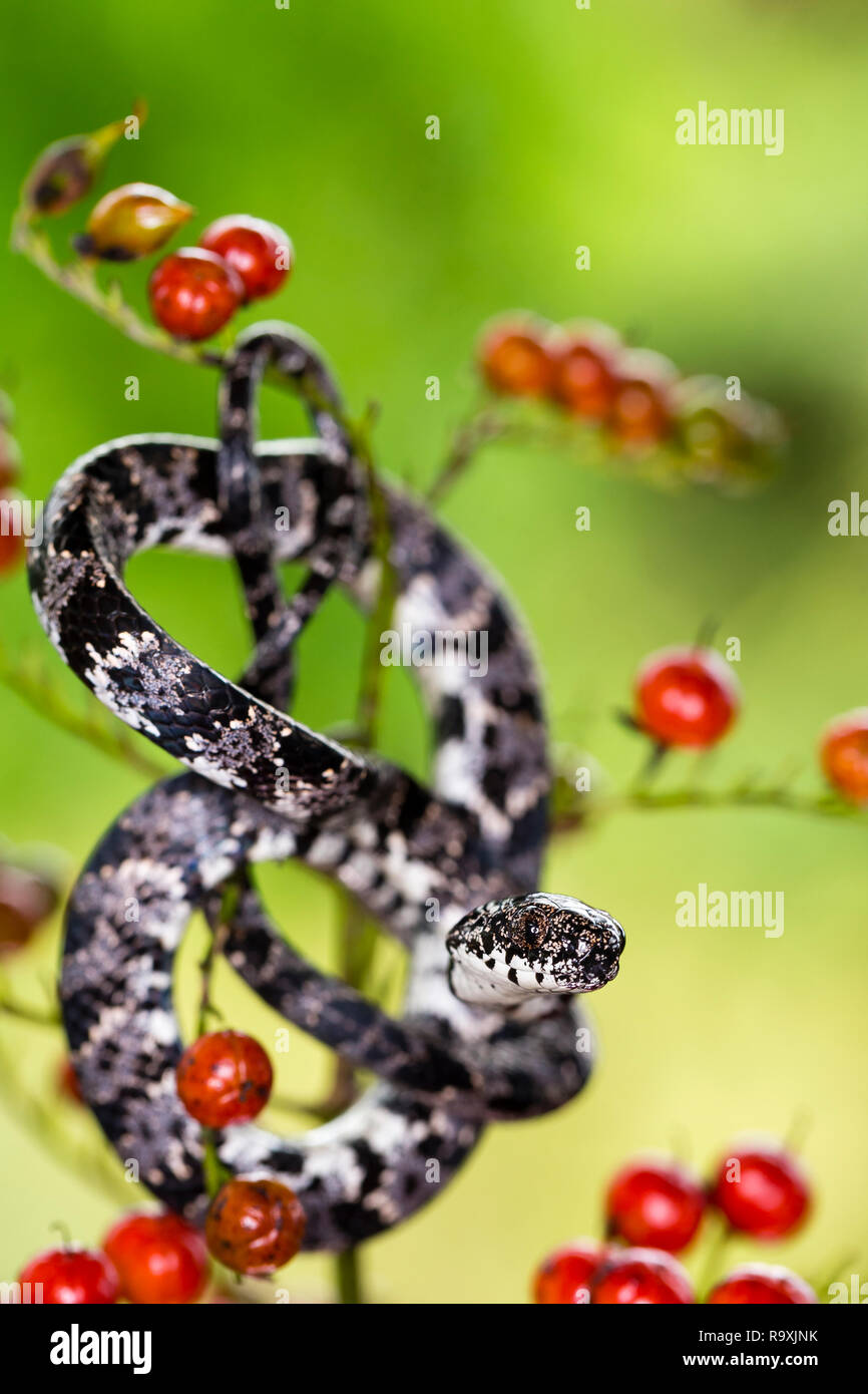 Cloudy snail-eater snake in Arenal, Costa Rica Stock Photo - Alamy