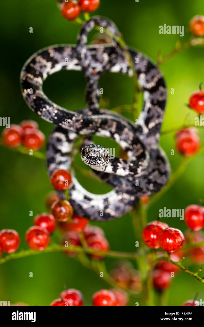 Cloudy snail-eater snake in Arenal, Costa Rica Stock Photo - Alamy