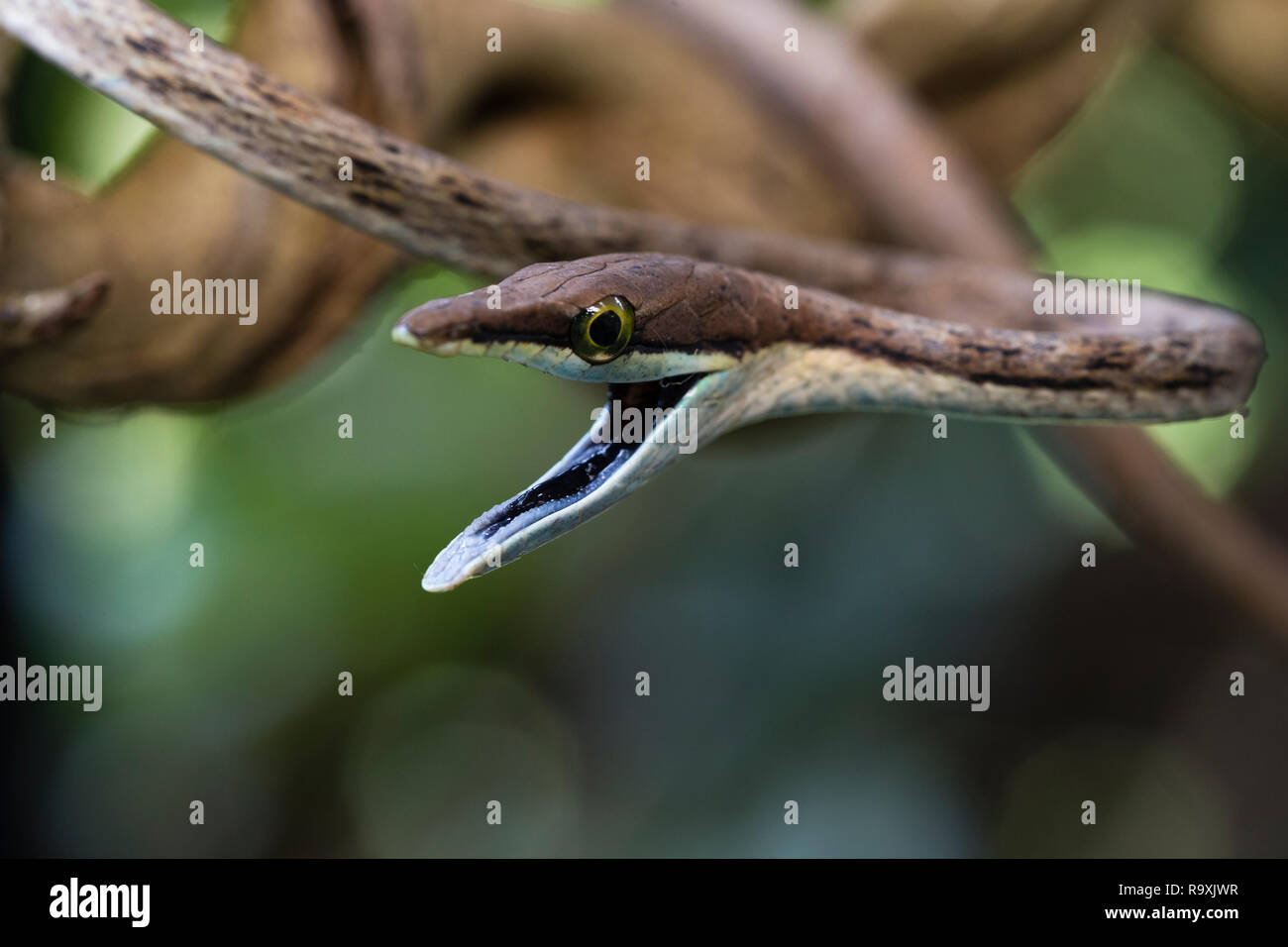 Brown vine snake oxybelis aeneus hi-res stock photography and images ...