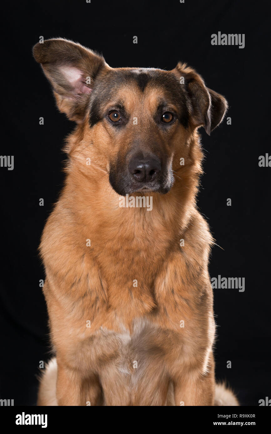 German shepherd mixed breed dog Stock Photo - Alamy