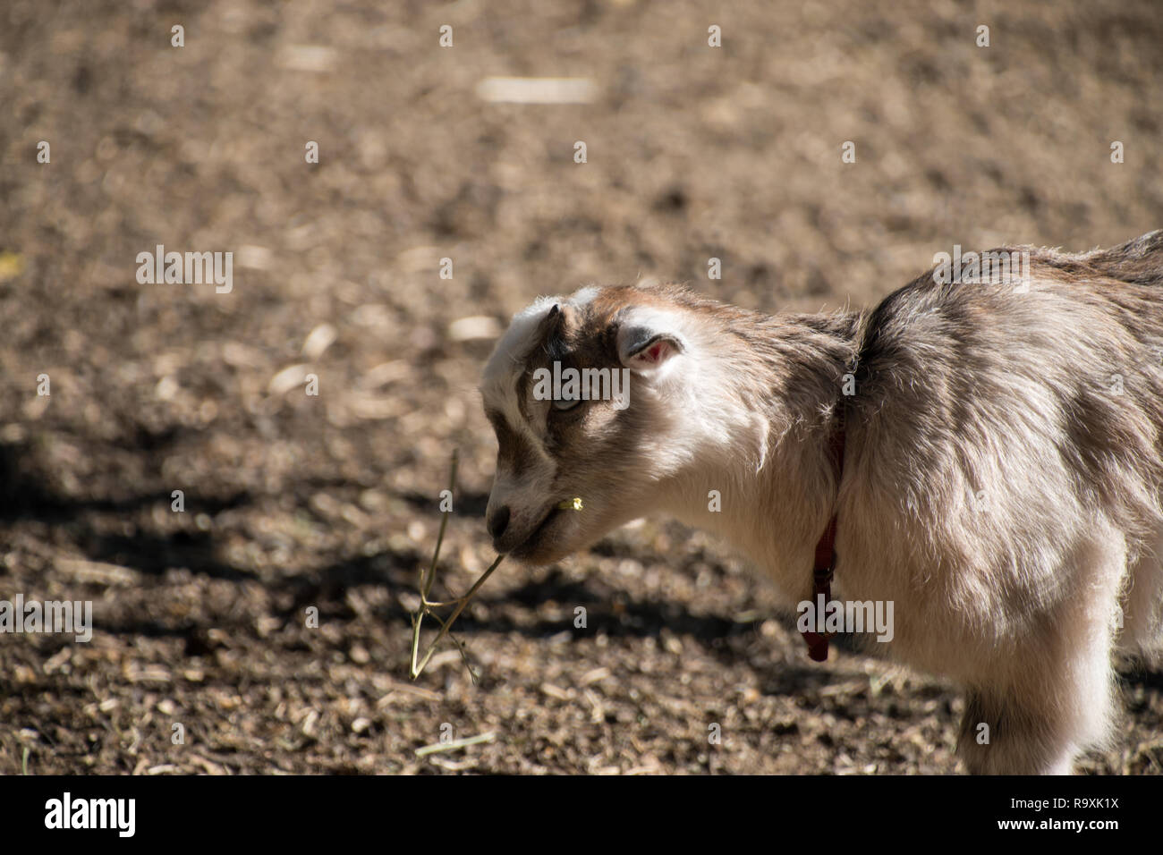 Baby goat eating hi-res stock photography and images - Alamy