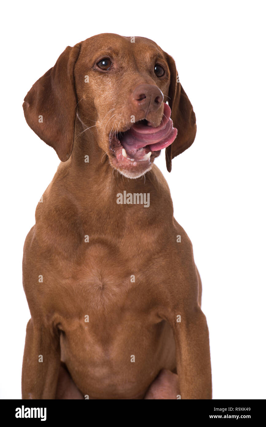 Magyar viszla isolated on white background Stock Photo - Alamy