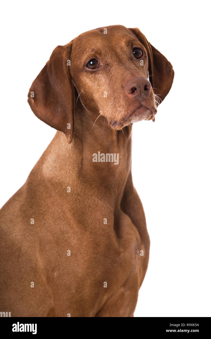 Magyar viszla isolated on white background Stock Photo - Alamy