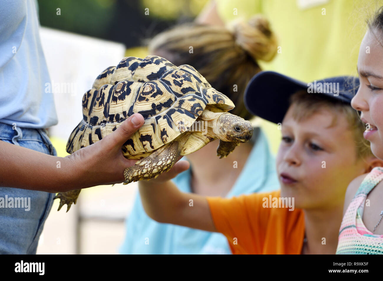 Hermann Tortoise with children - Portugal Stock Photo - Alamy