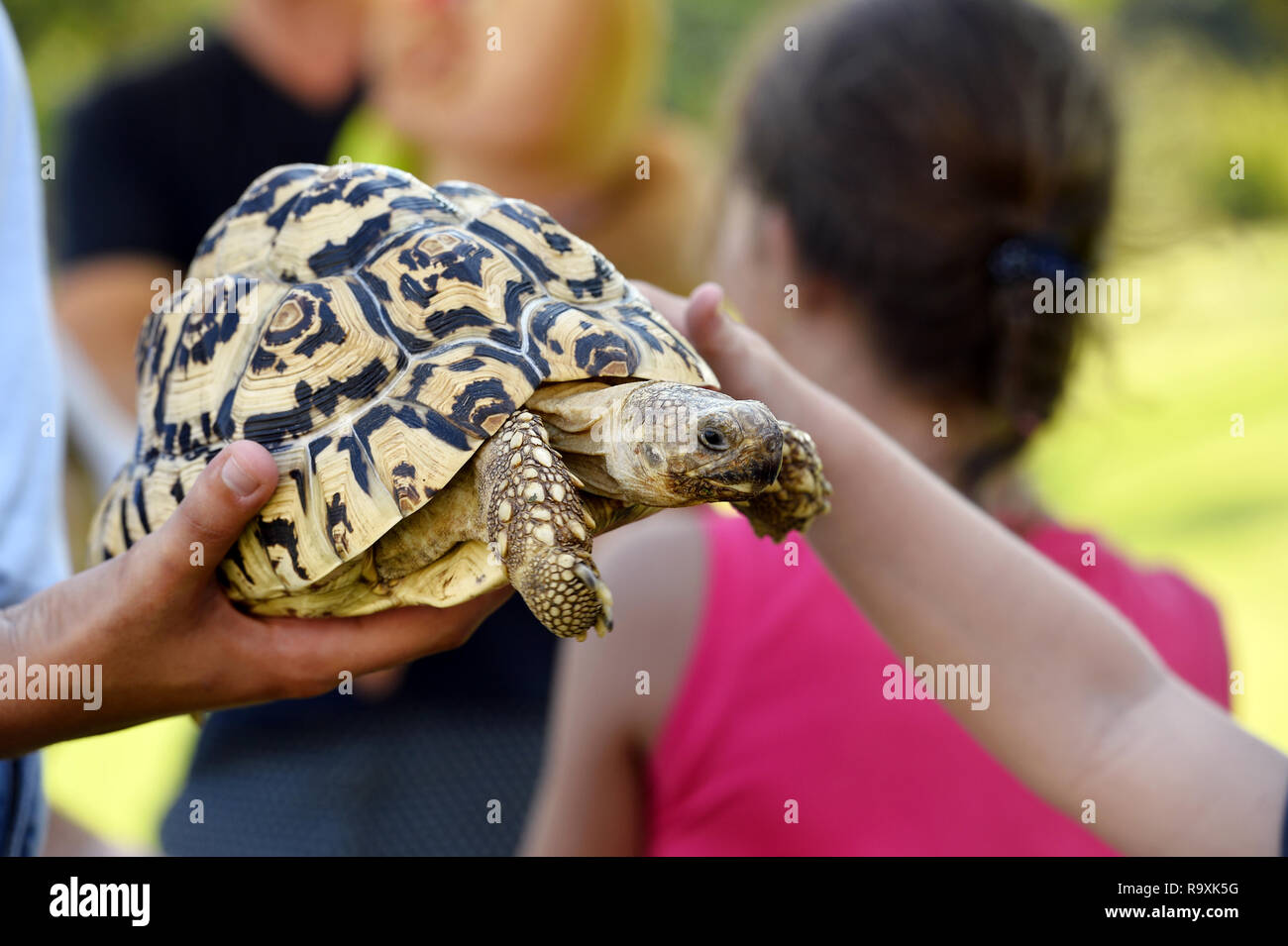 Tortoise with children hi-res stock photography and images - Alamy