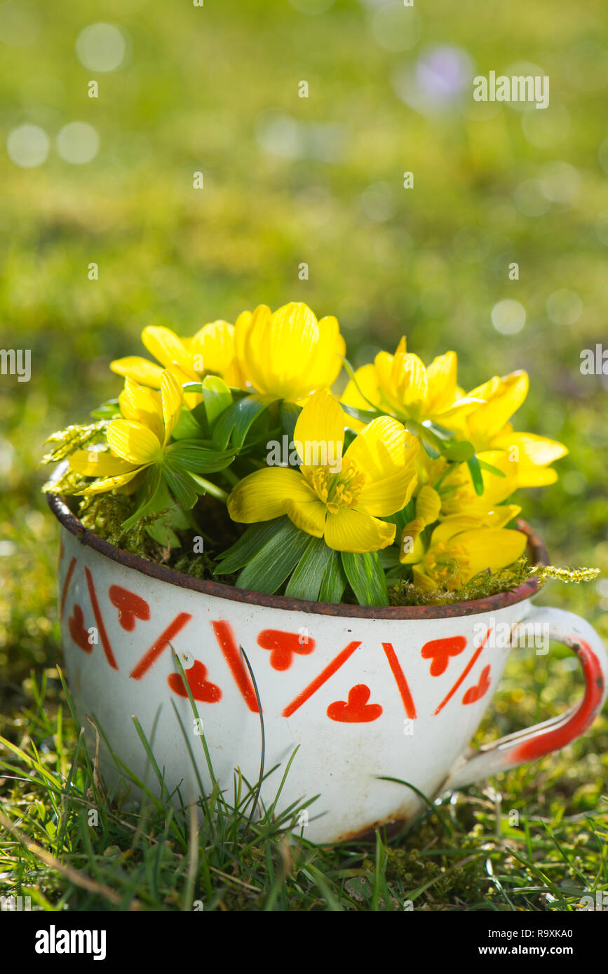 Spring flowers in a old coffee cup Stock Photo - Alamy