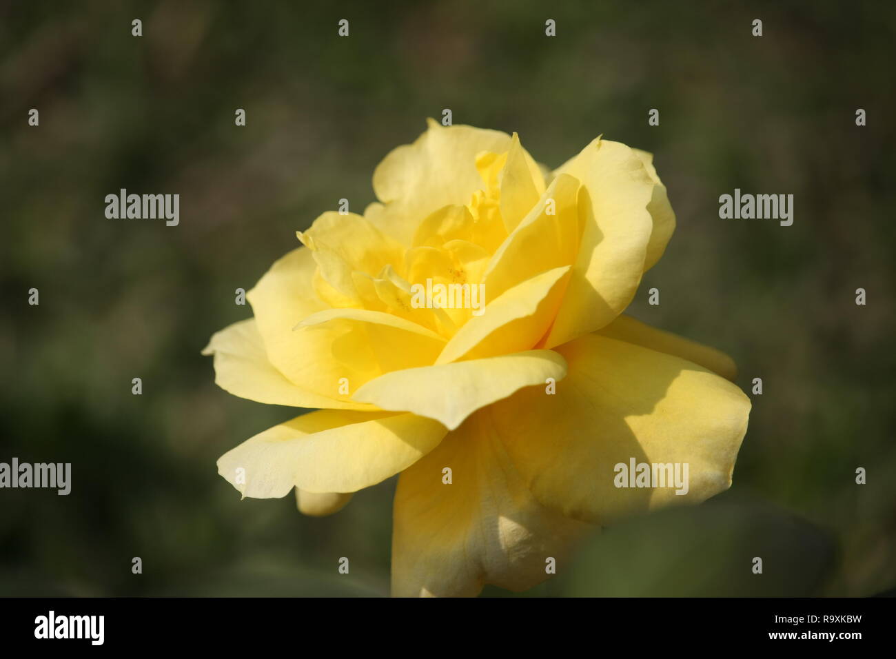 Yellow Rose Flower Stock Photo - Alamy