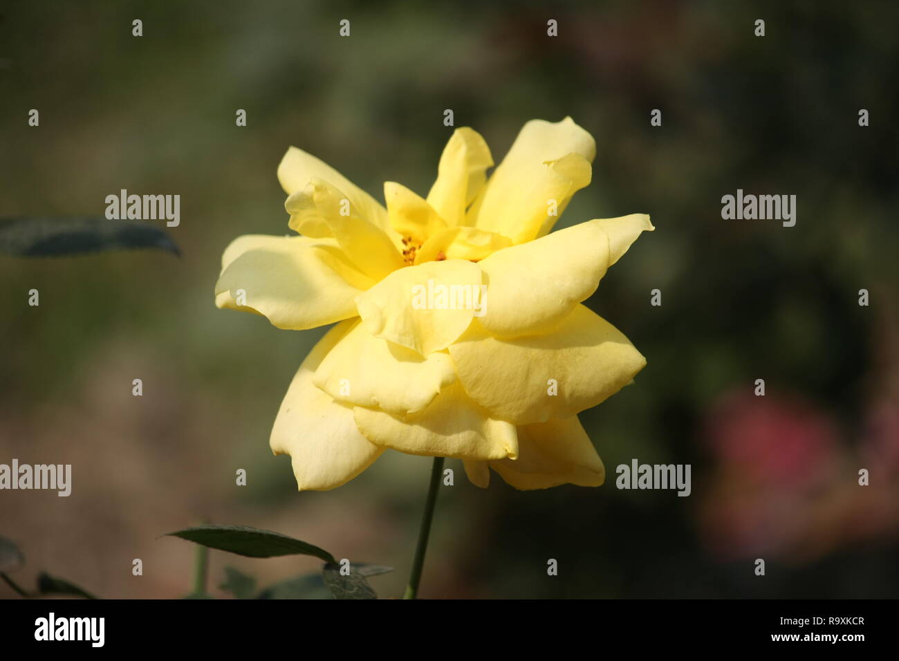 Yellow rose bud bouquet hi-res stock photography and images - Alamy