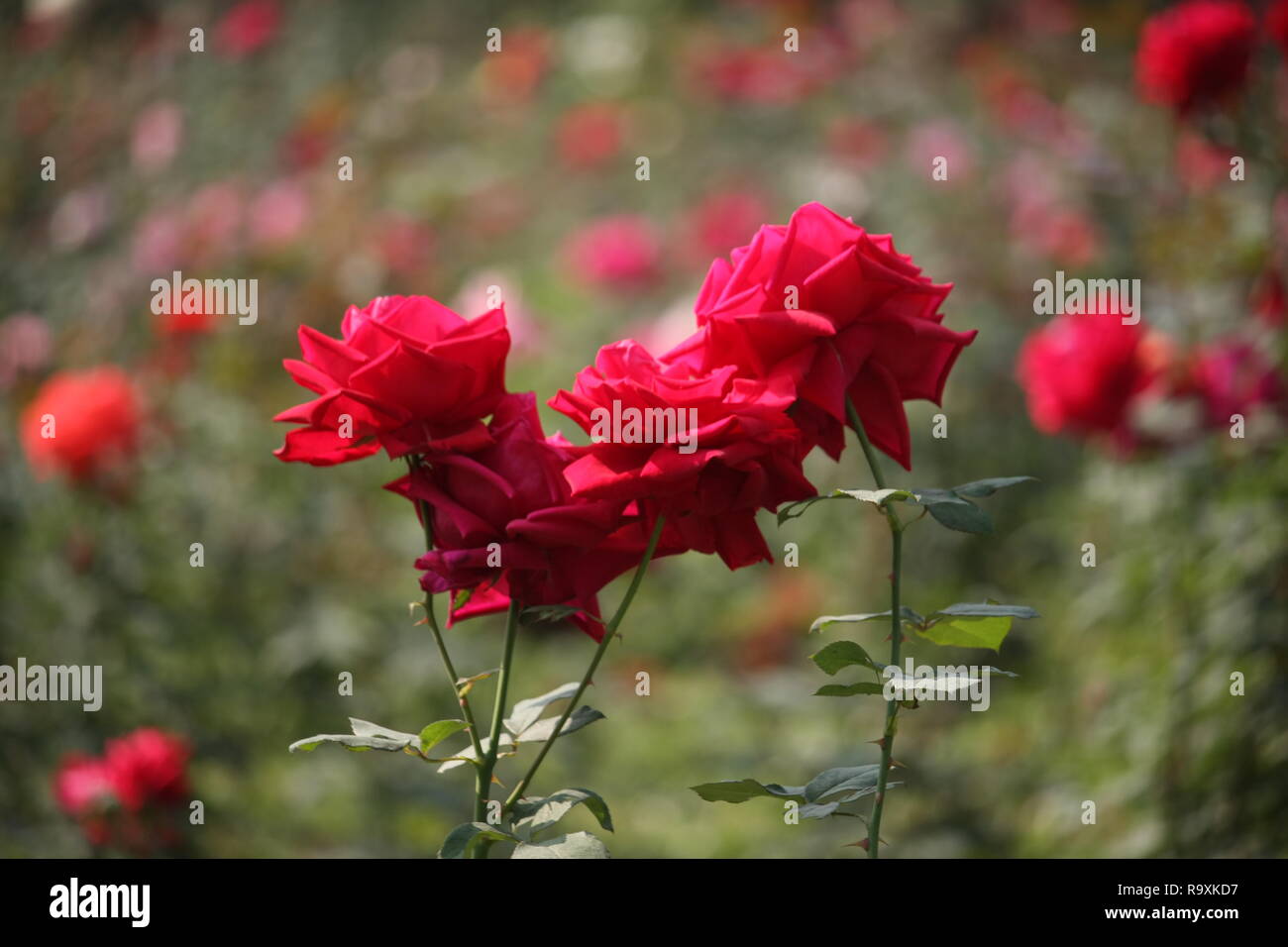 Beautiful Red Rose Flower at Garden Stock Photo - Alamy