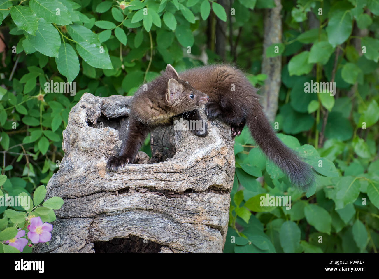 Hollow Log Den High Resolution Stock Photography and Images - Alamy