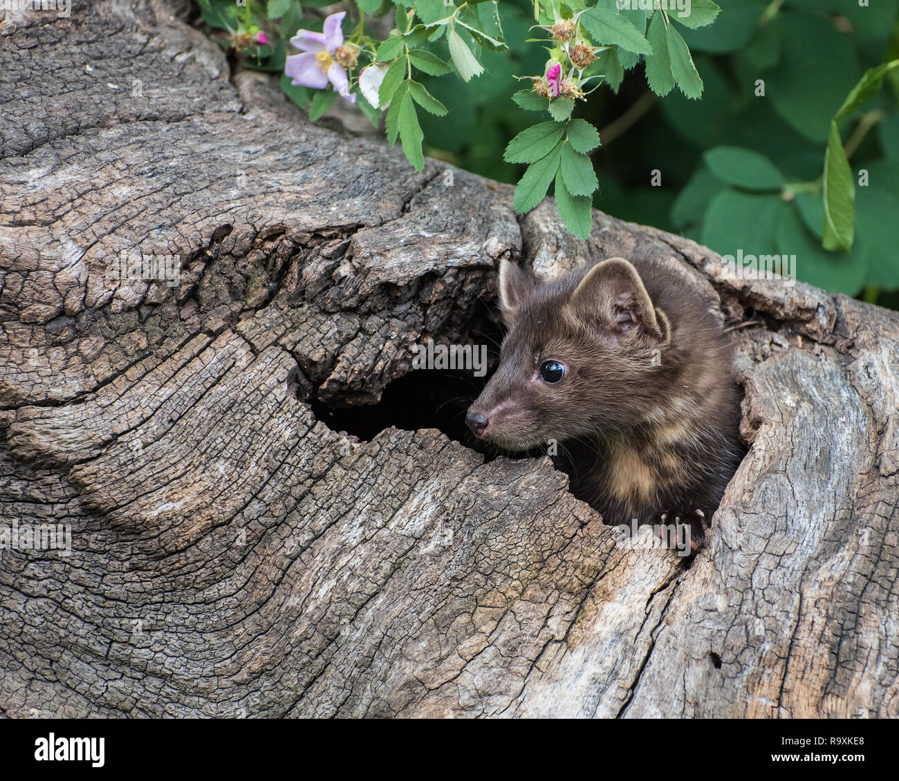 Cute pine marten hi-res stock photography and images - Alamy