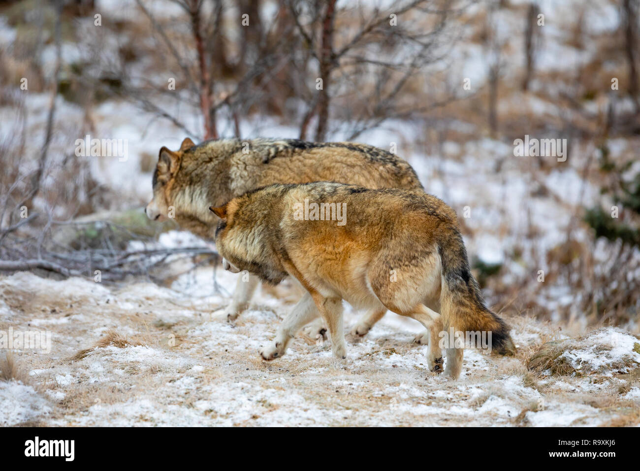 Pack Of Wolves Running At Night