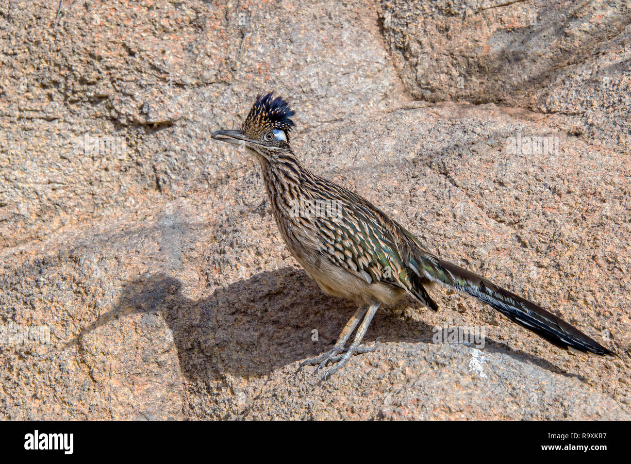 Roadrunner eating hi-res stock photography and images - Alamy