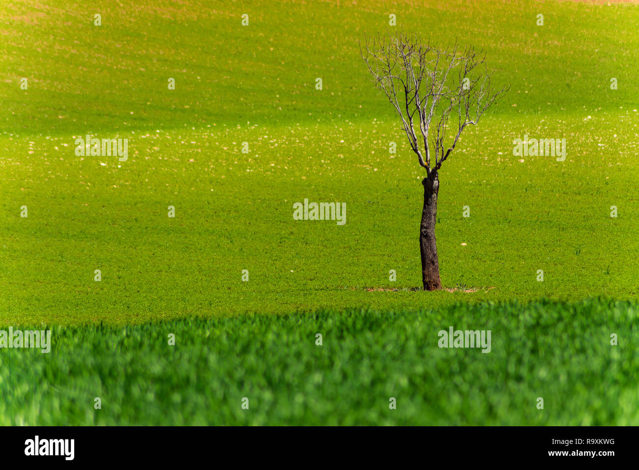 One dead tree between green cereal fields Stock Photo - Alamy