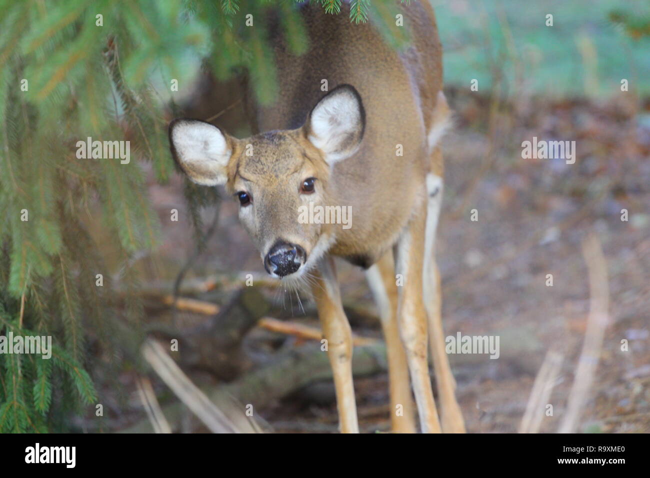 White-tail Deer, Ohio Stock Photo - Alamy