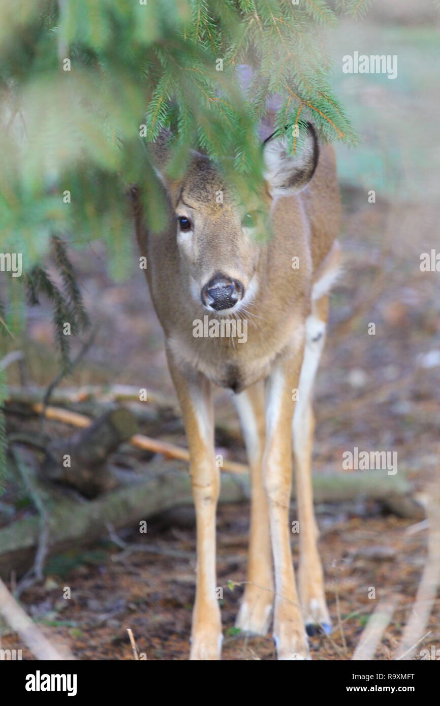 White-tail Deer, Ohio Stock Photo - Alamy