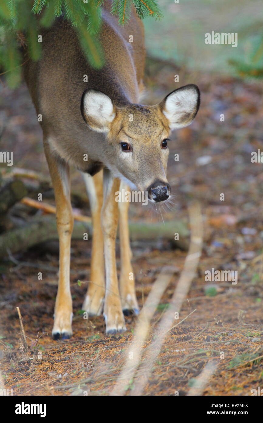 White-tail Deer, Ohio Stock Photo - Alamy