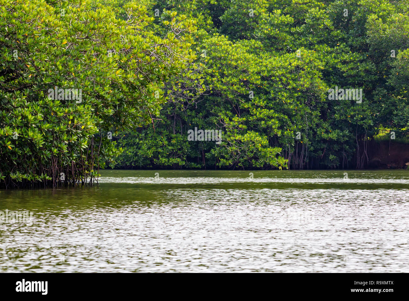 Lush green mangroves growing next to tropical river Stock Photo - Alamy