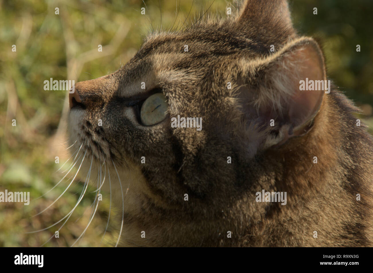Tabby cats named "Tietz" on Swiss garden lawn, portrait of face Stock ...